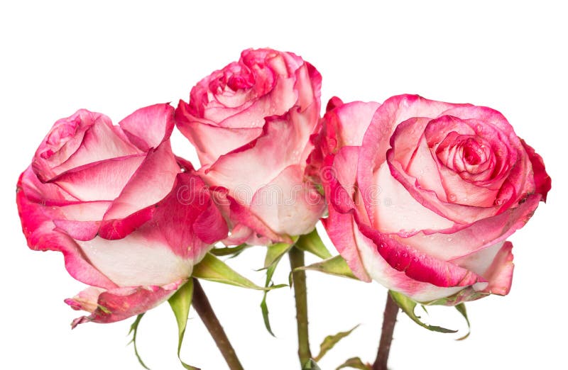 Fresh pink roses on white stock photo. Image of roses - 47675708