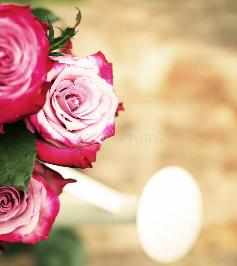 Fresh pink roses on white stock photo. Image of roses - 47675708