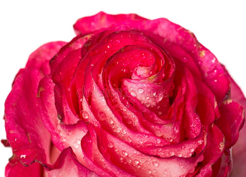 Fresh pink roses on white stock photo. Image of roses - 47675708