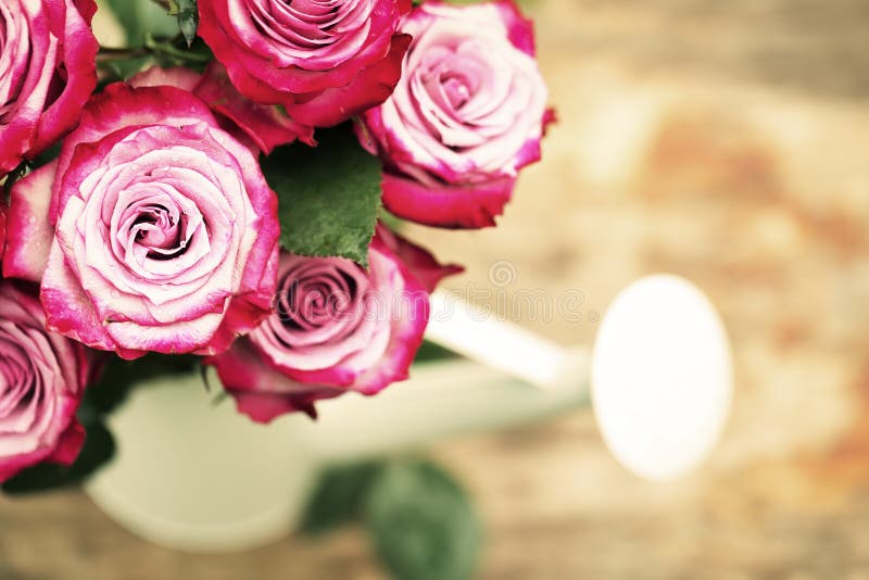 Fresh pink roses on white stock photo. Image of roses - 47675708