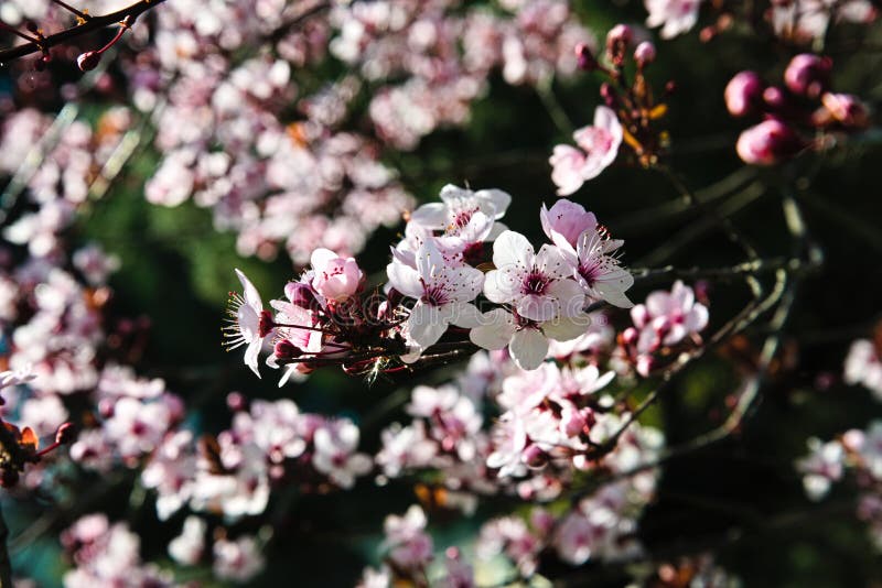 Fresh Pink Springtime Blossoms in Full Bloom Stock Image - Image of ...