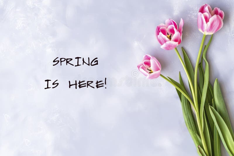 Fresh Pink Tulips on Frosted Blue Background Welcoming Spring Stock ...