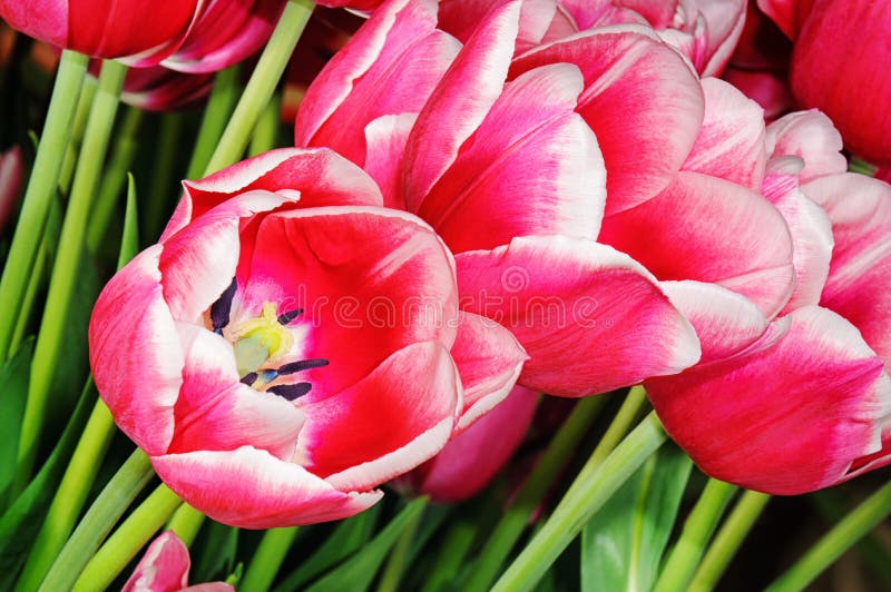 Fresh pink tulips stock image. Image of grow, plant, closeup - 30894405