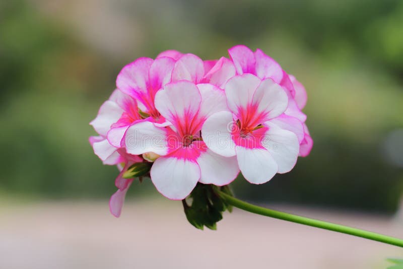 Fresh Pink and White Geranium Flowe Blooming in Summer Stock Photo ...