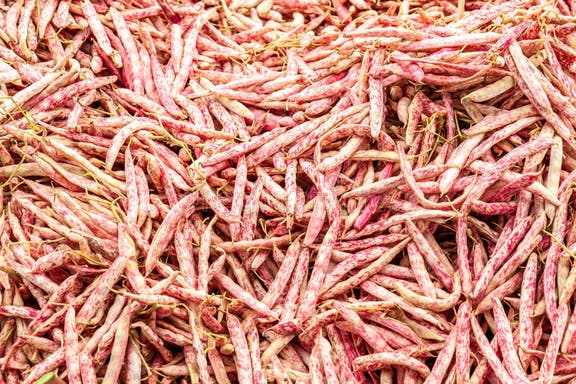 Fresh pinto beans stock image. Image of pink, cooking - 203834235