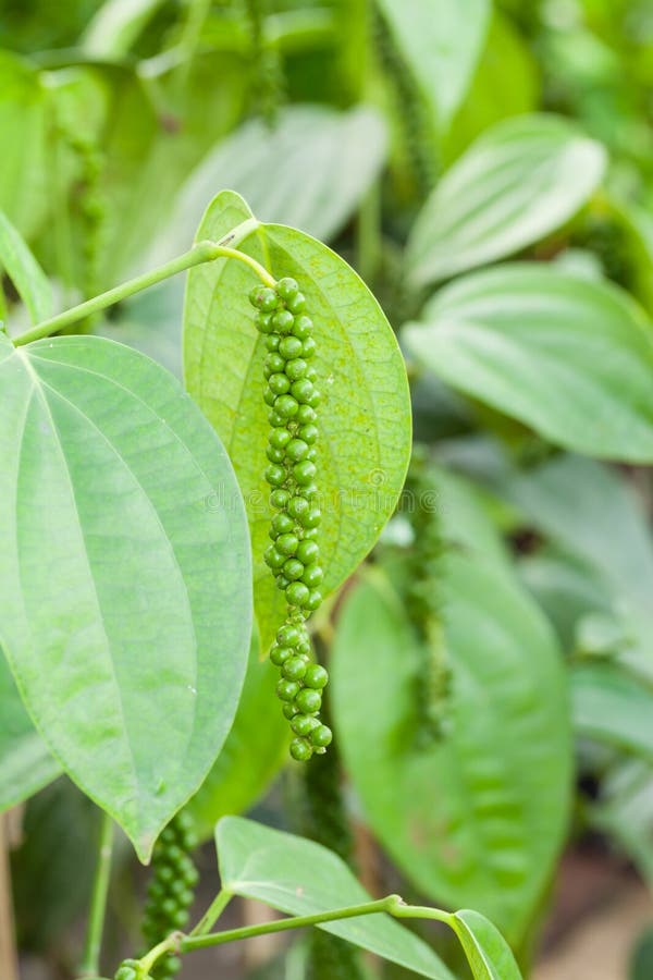 Fresh Piper Nigrum on Its Tree. Stock Image - Image of fresh, color ...