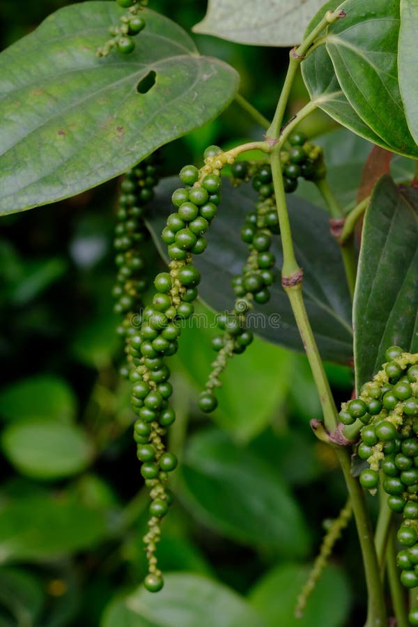 Fresh Piper Nigrum on Its Tree Stock Photo - Image of bunch, herb: 83785858