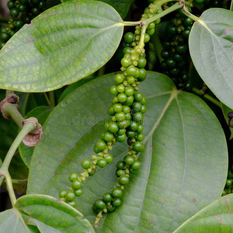 Fresh Piper Nigrum on Its Tree Stock Image - Image of aroma, herbal ...