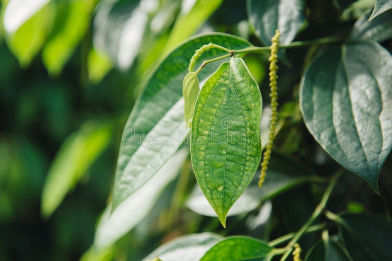Fresh Piper Nigrum on Its Tree. it`s Ready for Food Ingredient and Make ...