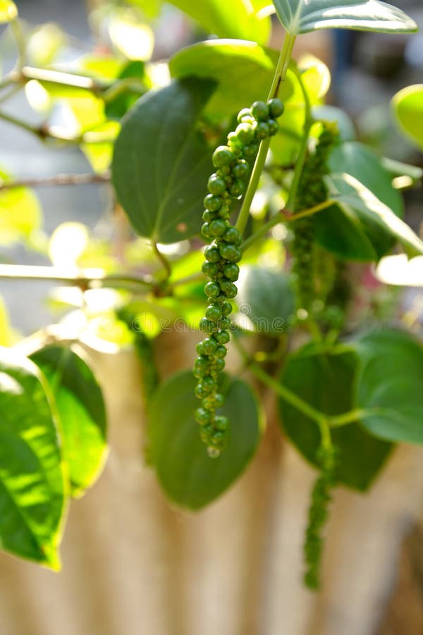 Fresh Piper Nigrum on Its Tree. Stock Photo - Image of spice, tree ...