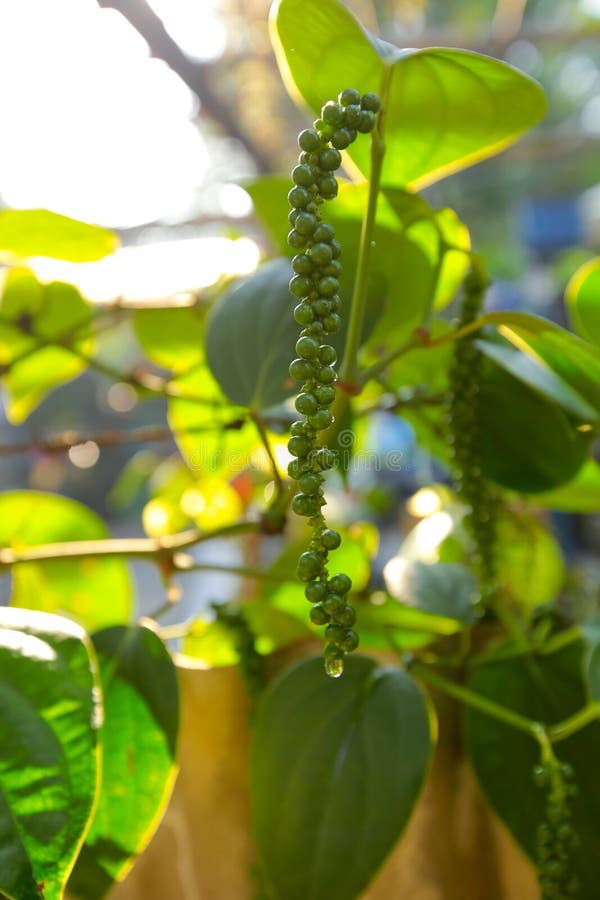 Fresh Piper Nigrum on Its Tree. Stock Image - Image of spice, organic ...