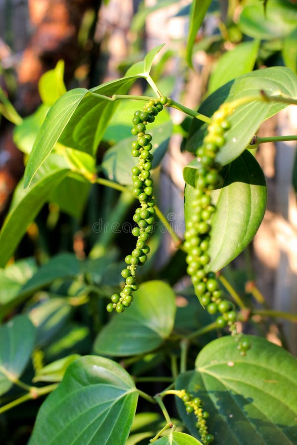 Fresh Piper Nigrum on Its Tree. Stock Image - Image of spicy, white ...