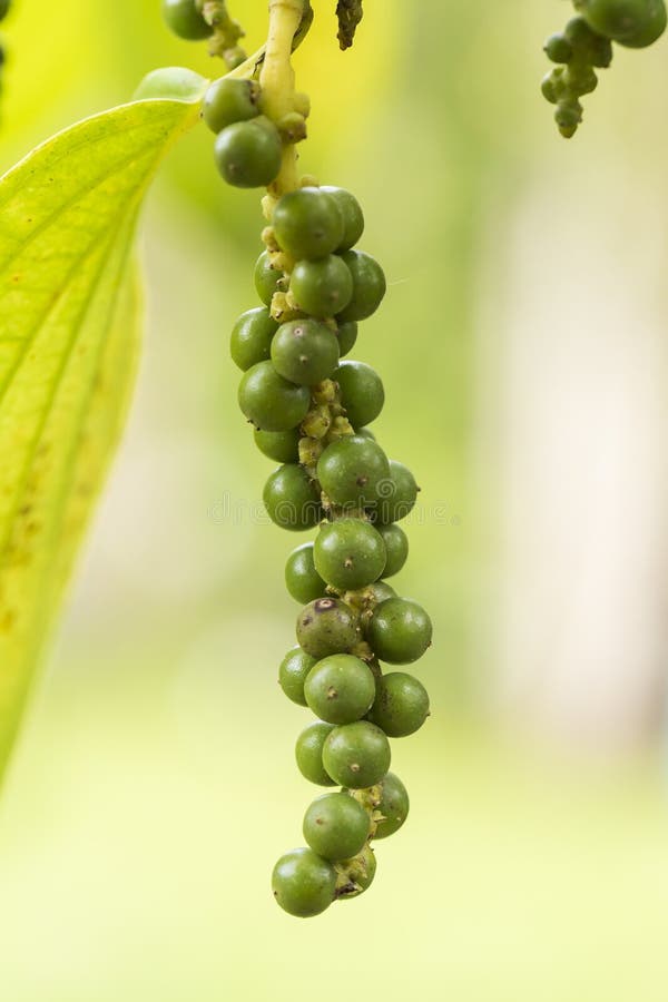 Fresh Piper nigrum on tree stock photo. Image of grain - 147795774