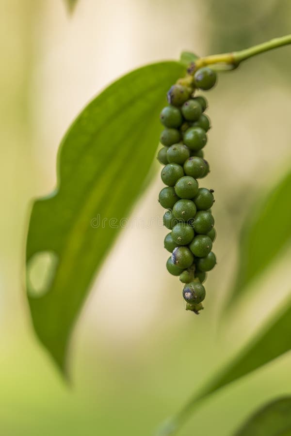 Fresh Piper nigrum on tree stock photo. Image of healthy - 147795830