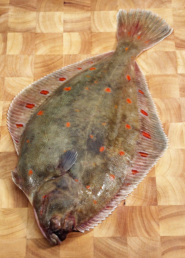 Fresh Plaice, Pleuronectes Platessa Stock Image - Image of fish, plaice ...