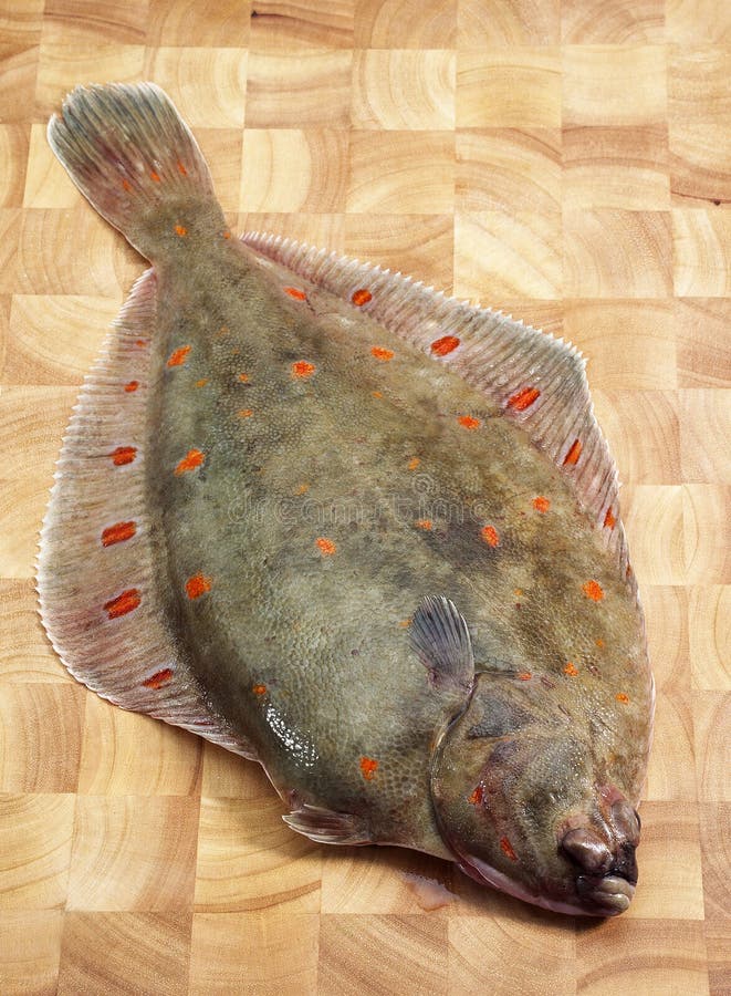FRESH PLAICE Pleuronectes Platessa Stock Photo - Image of life ...