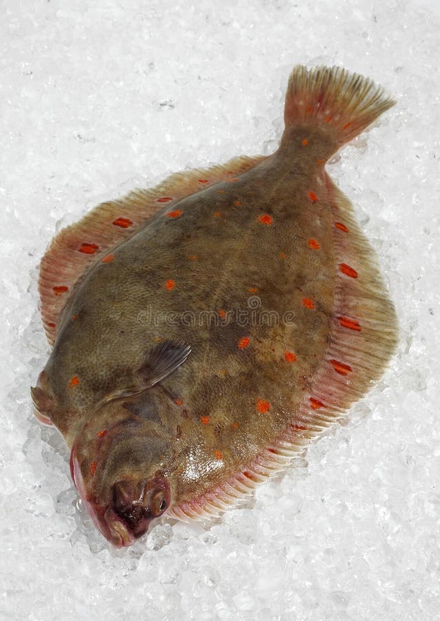 FRESH PLAICE Pleuronectes Platessa on ICE Stock Image - Image of marine ...
