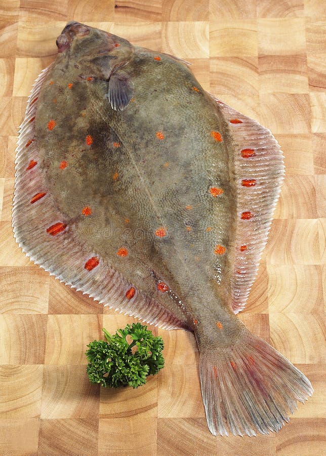 FRESH PLAICE Pleuronectes Platessa SITH PERSLEY Stock Photo - Image of ...