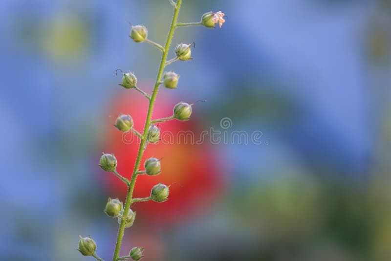 Plant with Buds on Green Background Stock Photo - Image of marijuana ...