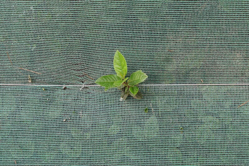 Fresh Plant Leaves Growing through Green Debris Netting Background ...