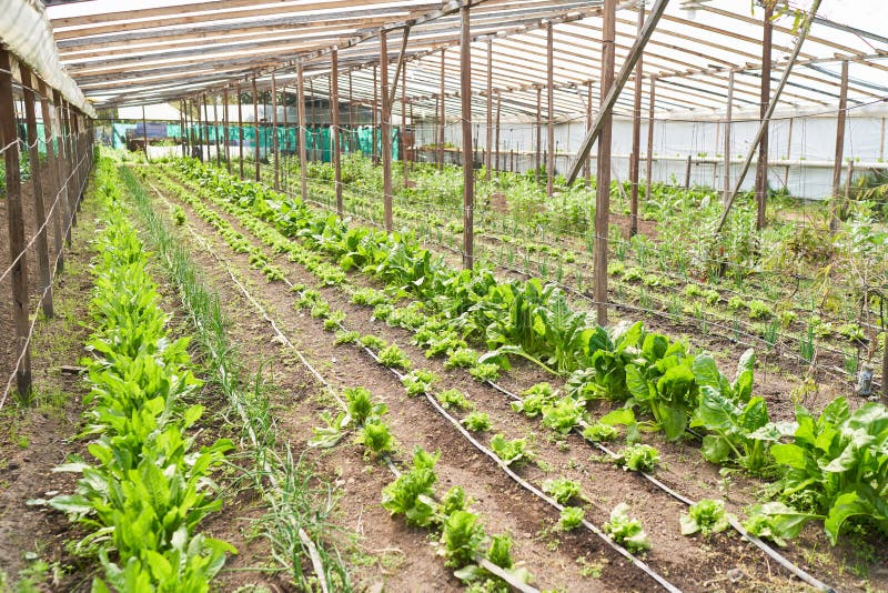 Fresh Plantations in Row at Farm on Sunny Day Stock Image - Image of ...