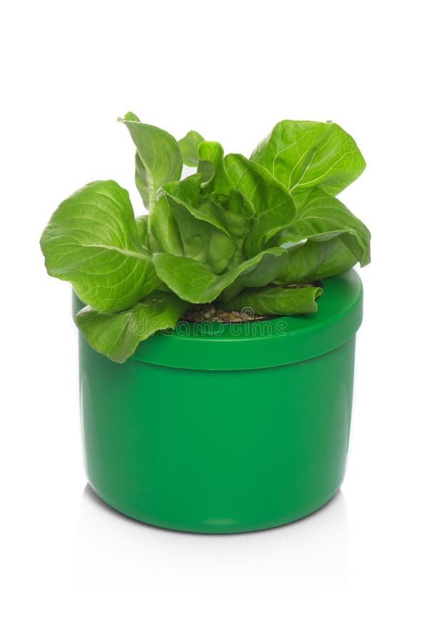 Planted Lettuce Inside a Pot Stock Image - Image of superfood, savory ...