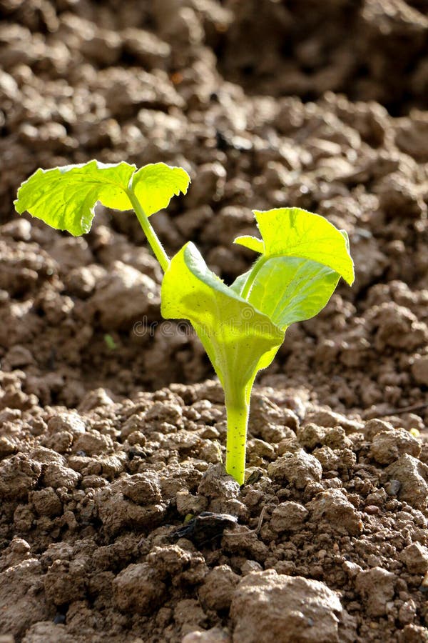 Fresh Planted Vegetable in a Field Stock Image - Image of harvest ...