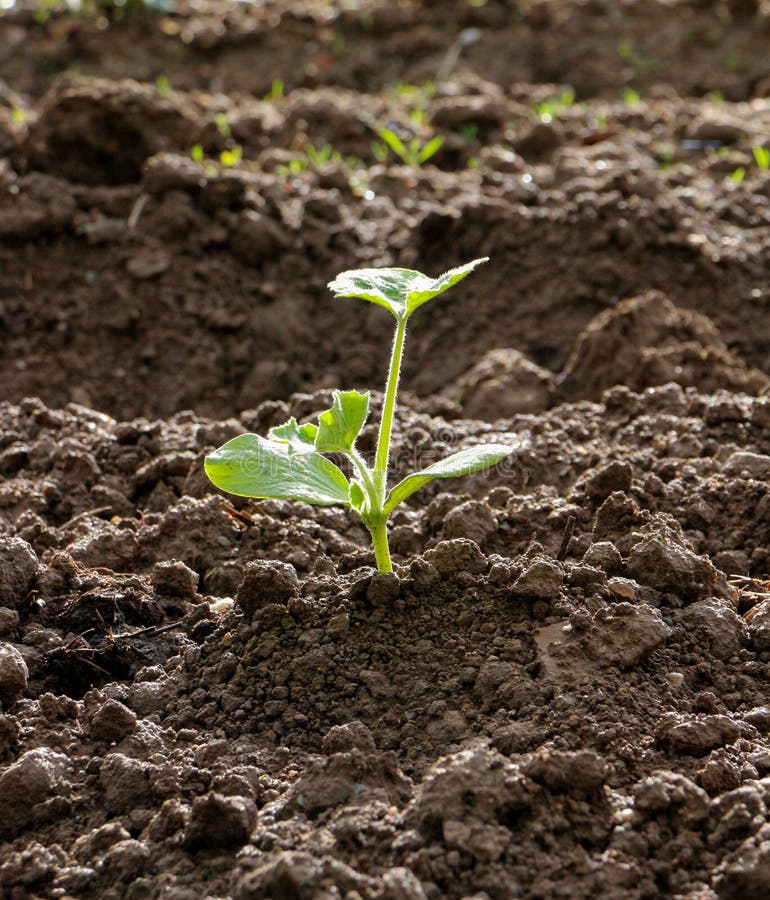 Fresh Planted Vegetable in a Field Stock Image - Image of freshness ...