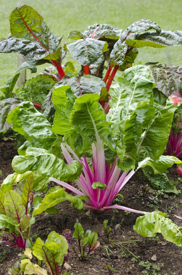 Vegetable Garden: Beet Plants Stock Photo - Image of growing, baby ...
