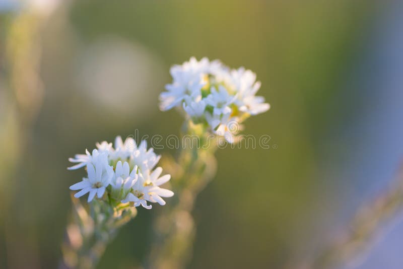 Fresh plants in spring stock photo. Image of young, copy - 133113116