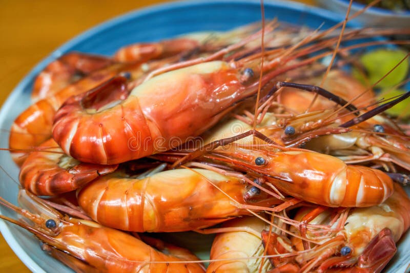 Fresh and Plump Boiled Roche Prawns Stock Photo - Image of insect ...