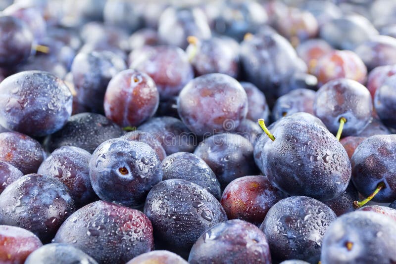 Fresh plums stock image. Image of freshness, garden, ripe - 33761589