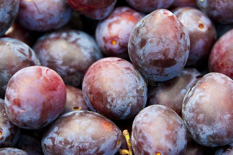Fresh plums macro stock image. Image of sweet, ingredient - 33166823