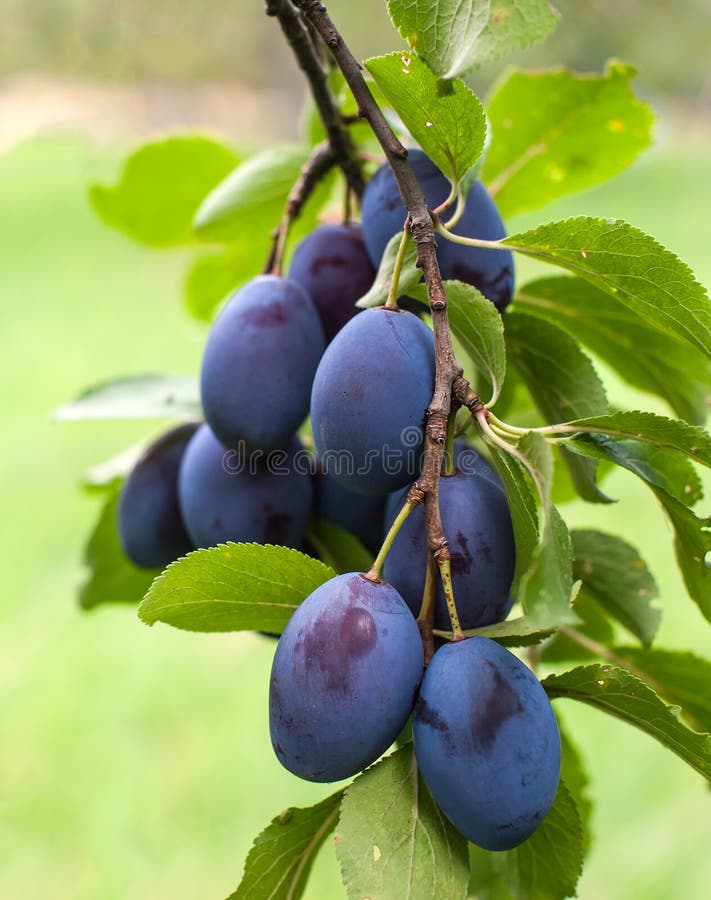 Plum stock image. Image of violet, fruit, tree, garden - 2990111