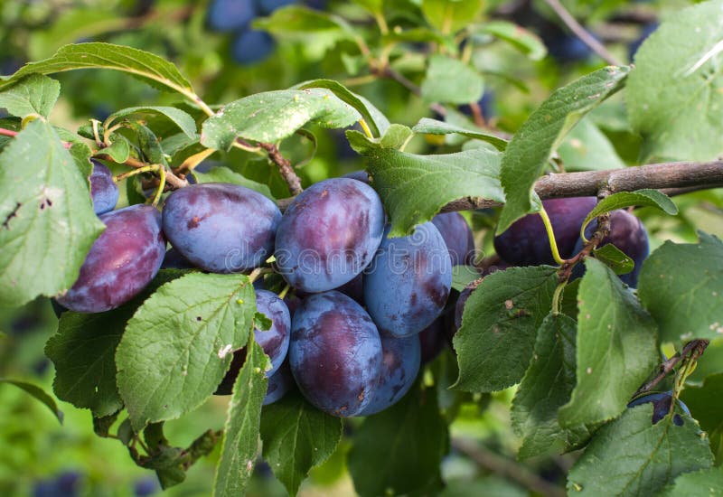 Plums stock image. Image of healthy, black, fresh, berry - 30064983