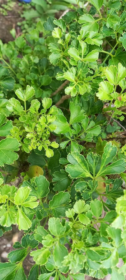 Fresh Polyscias Guilfoylei or Geranium Aralia at the Garden Stock Photo ...