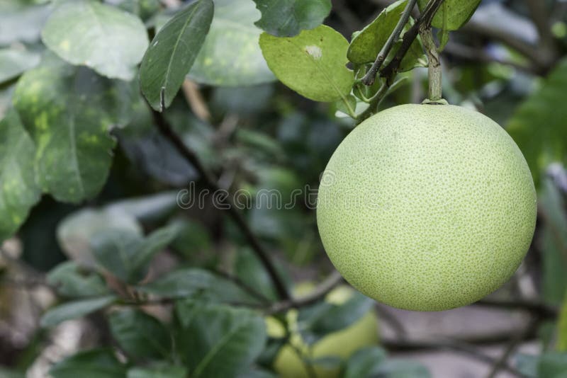 Fresh Pomelo stock image. Image of healthy, health, closeup - 26285387
