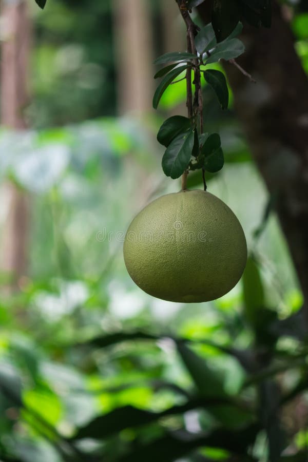 Fresh pomelo fruit stock image. Image of food, pomelo - 72361985