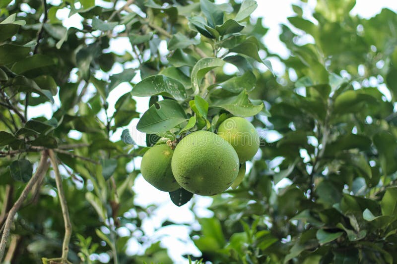 Fresh Pomelo Fruit on the Tree. Grapefruit on the Tree Stock Image ...