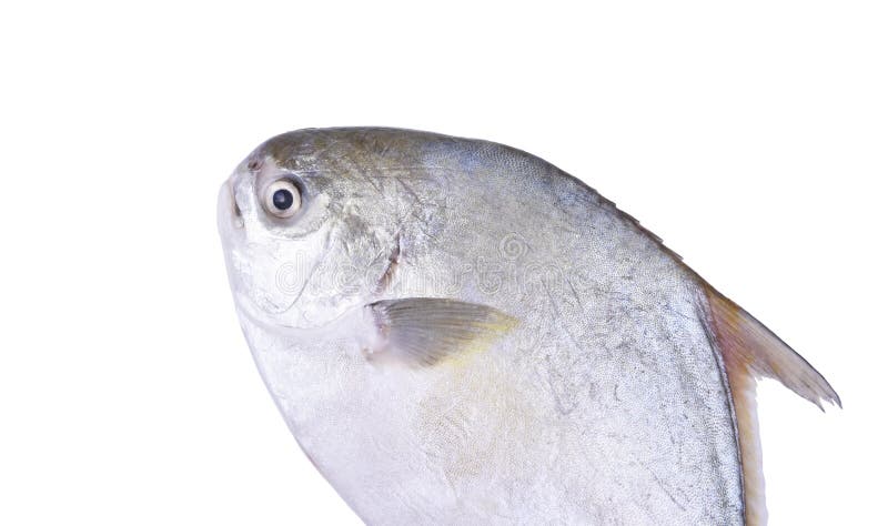 Fresh pomfret stock image. Image of nature, meal, nutrition - 100310043