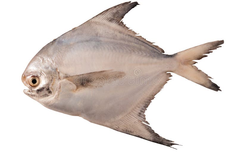 Fresh pomfret isolated stock photo. Image of marine, species - 58503290