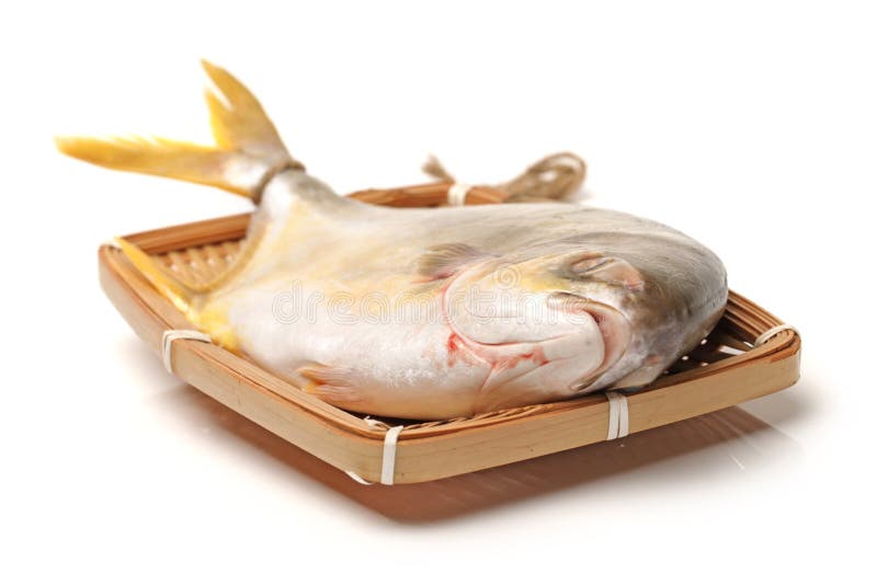 Fresh Pomfret stock photo. Image of nutrition, animal - 34943464