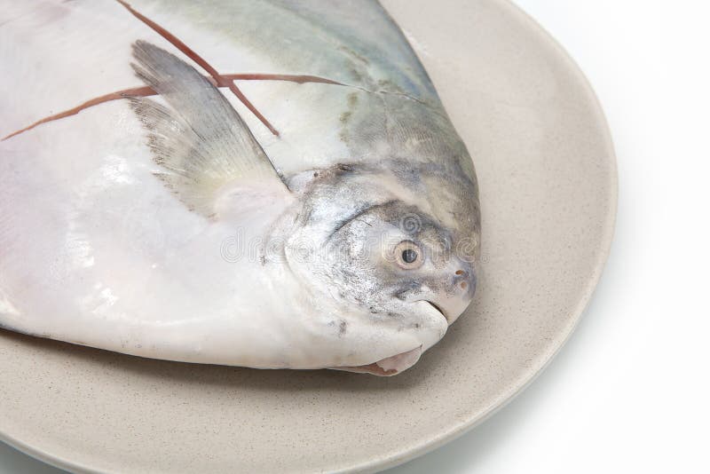 White Pomfret Stock Images - Download 394 Royalty Free Photos