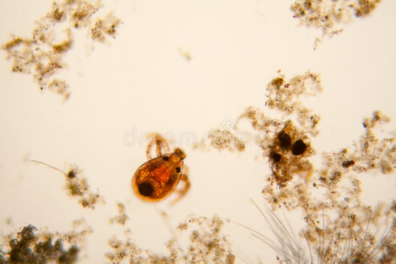 Pond Water Plankton and Algae at the Microscope. Pond Mite Stock Image ...
