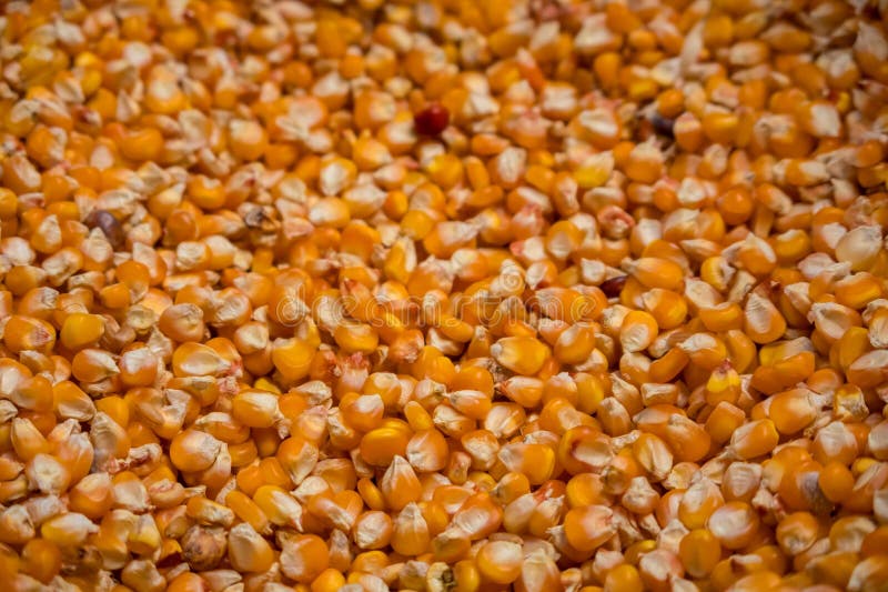 Fresh Popcorn Seeds in the Market for Background Use Stock Image ...