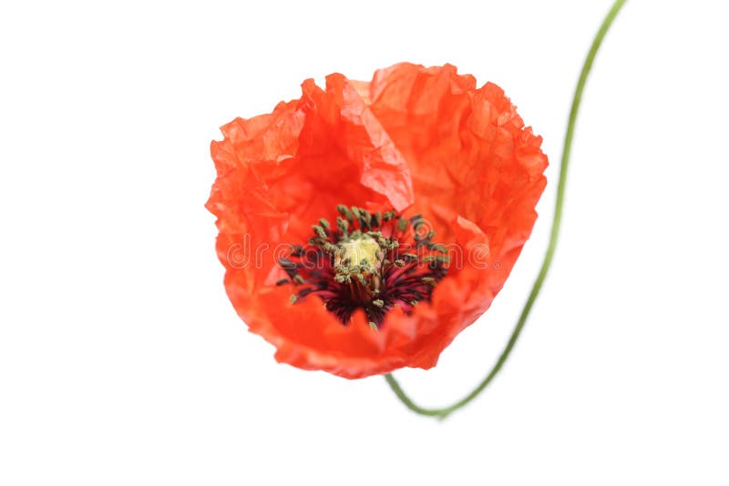 Big Fresh Poppy in the Field Stock Photo - Image of white, blossom ...