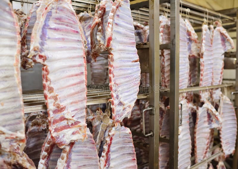 Fresh Pork Carcasses Hang on Hooks at the Meat Processing Plant Stock ...