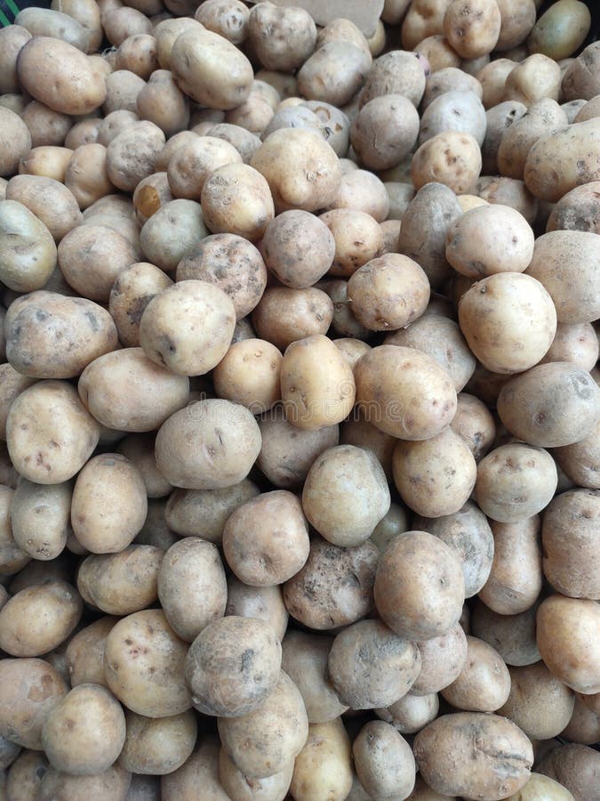 Fresh potato in a group stock image. Image of gourd - 248518227