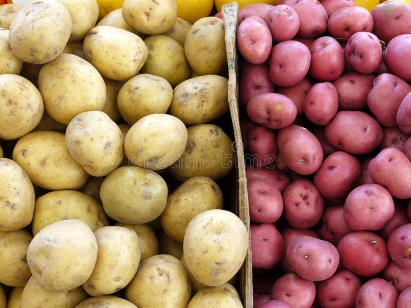 Fresh potatoes stock image. Image of pile, fresh, table - 13414639