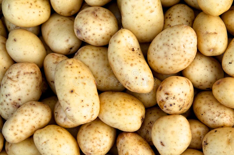 Fresh Potatoes stock photo. Image of texture, ripe, food - 15747604